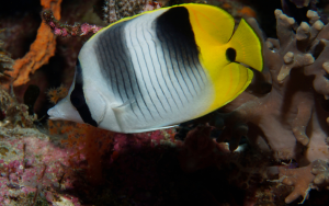 20 Types Of Butterflyfish: A Complete Guide | Oceanbitez