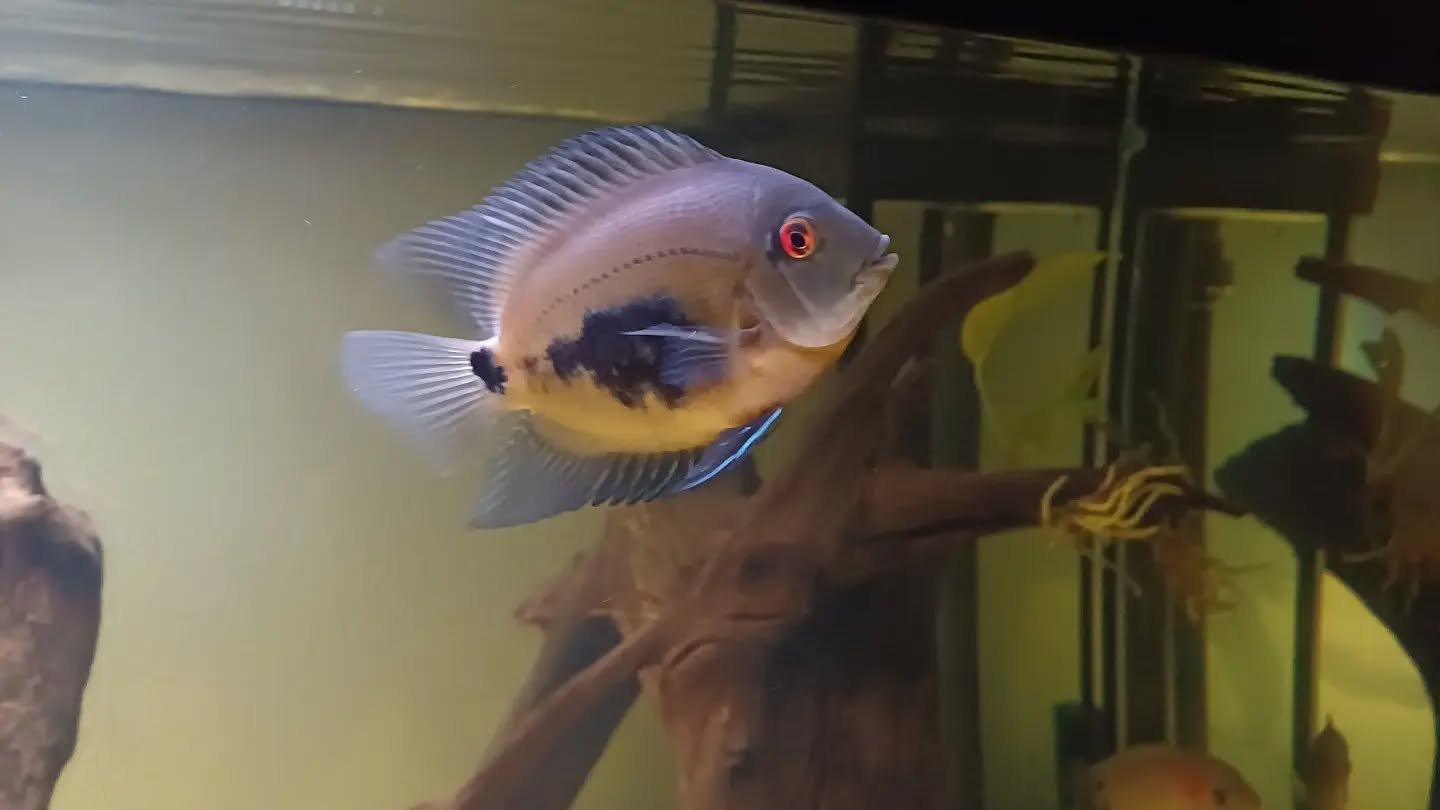 11 Types Of Geophagus With Pictures & Care Guide | Oceanbitez