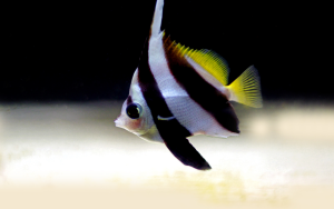 20 Types Of Butterflyfish: A Complete Guide | Oceanbitez