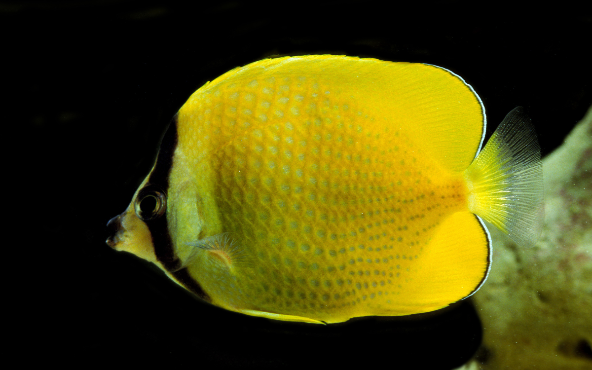 20 Types Of Butterflyfish: A Complete Guide | Oceanbitez