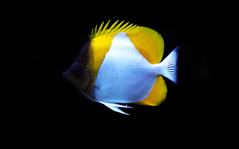 20 Types Of Butterflyfish: A Complete Guide | Oceanbitez