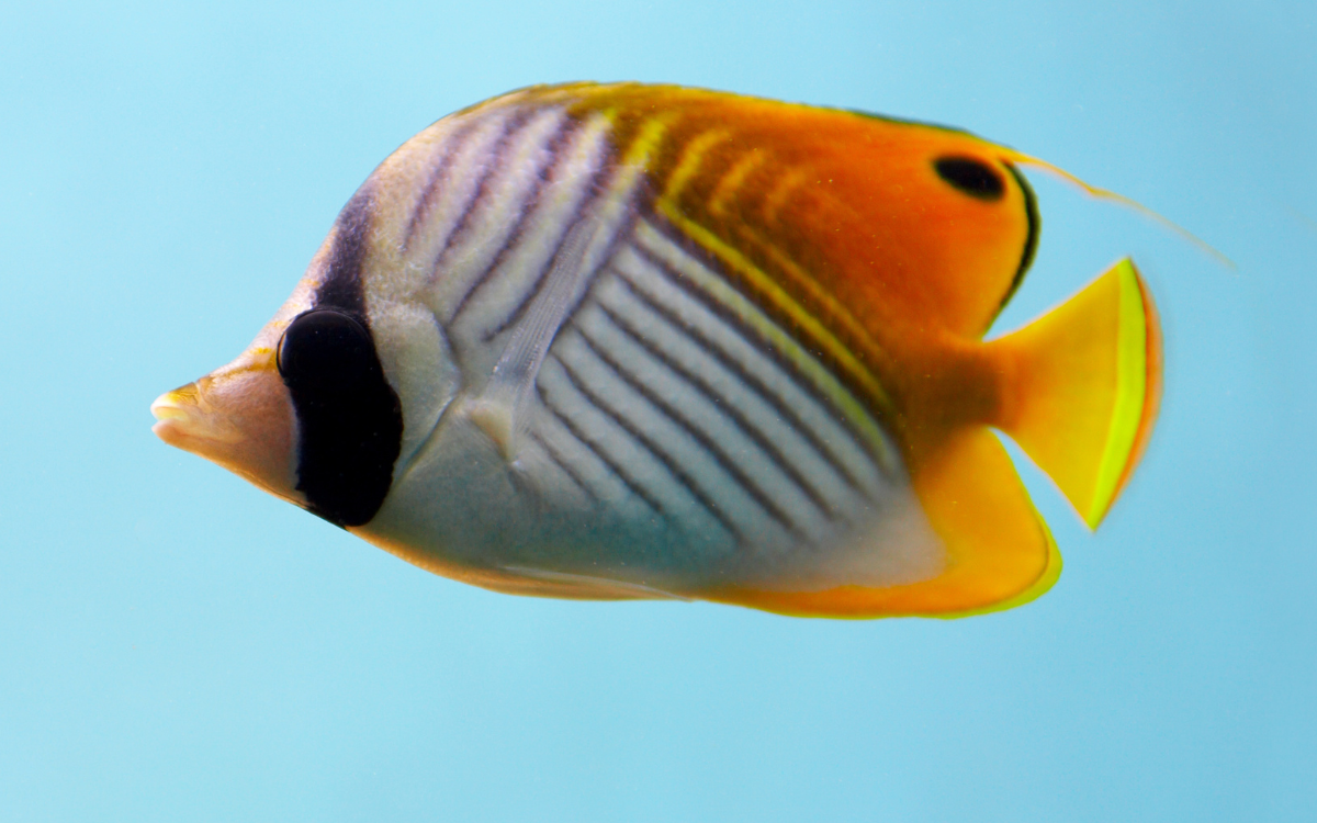 20 Types Of Butterflyfish: A Complete Guide | Oceanbitez