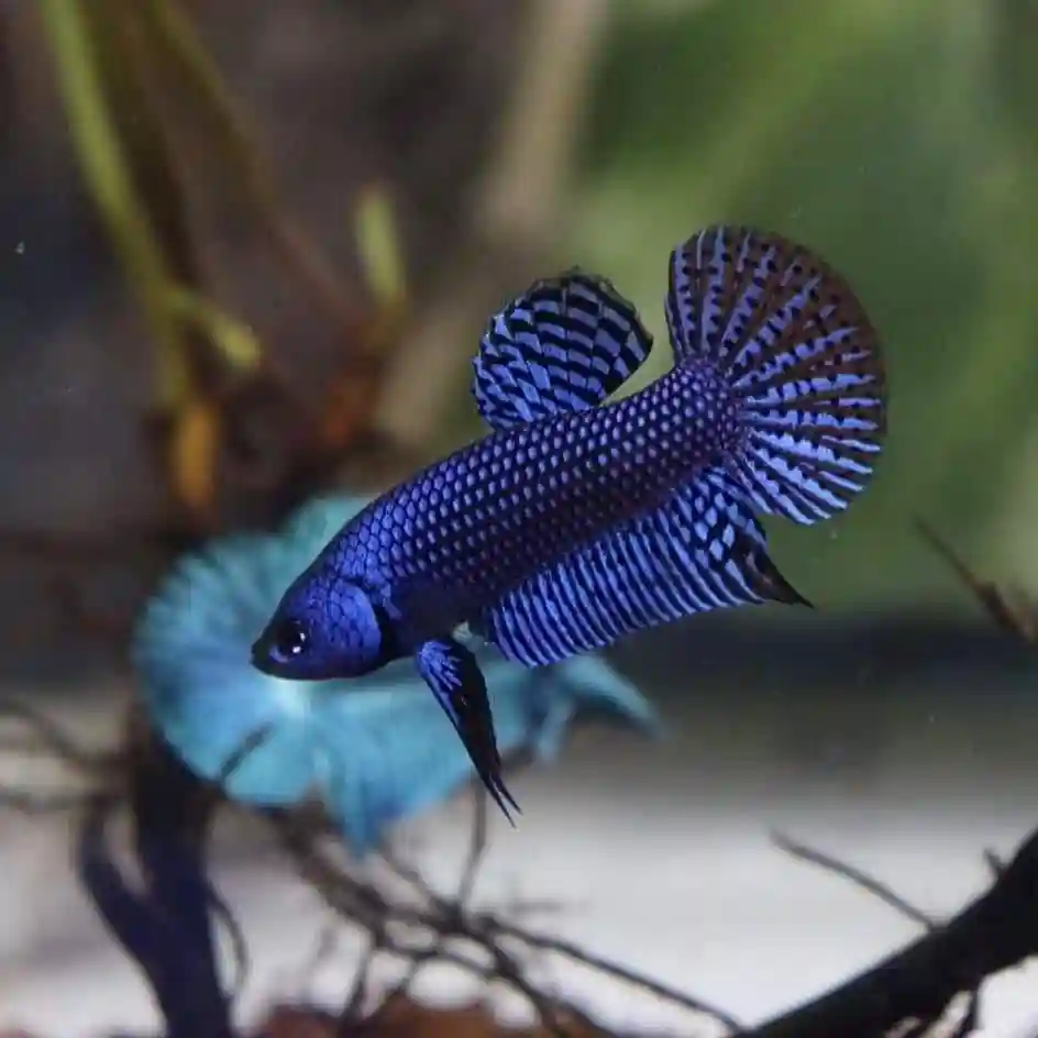 24 Types Of Betta Fish(With Color & Patterns) | Oceanbitez