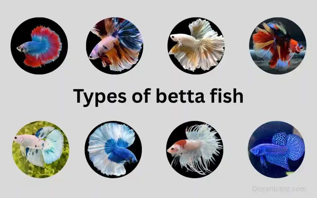 24 Types Of Betta Fish(With Color & Patterns) | Oceanbitez