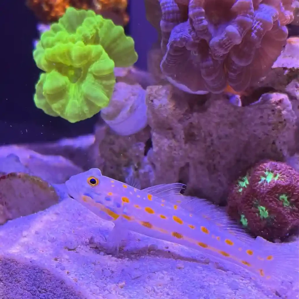 Diamond Goby Care Guide | Oceanbitez